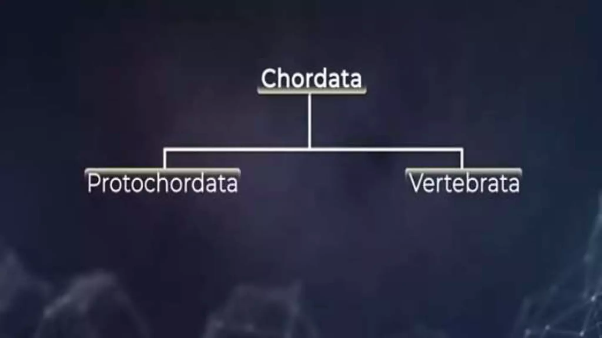 PROTOCHORDATA | PPTX