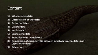 PROTOCHORDATA | PPTX