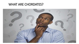 PROTOCHORDATA | PPTX