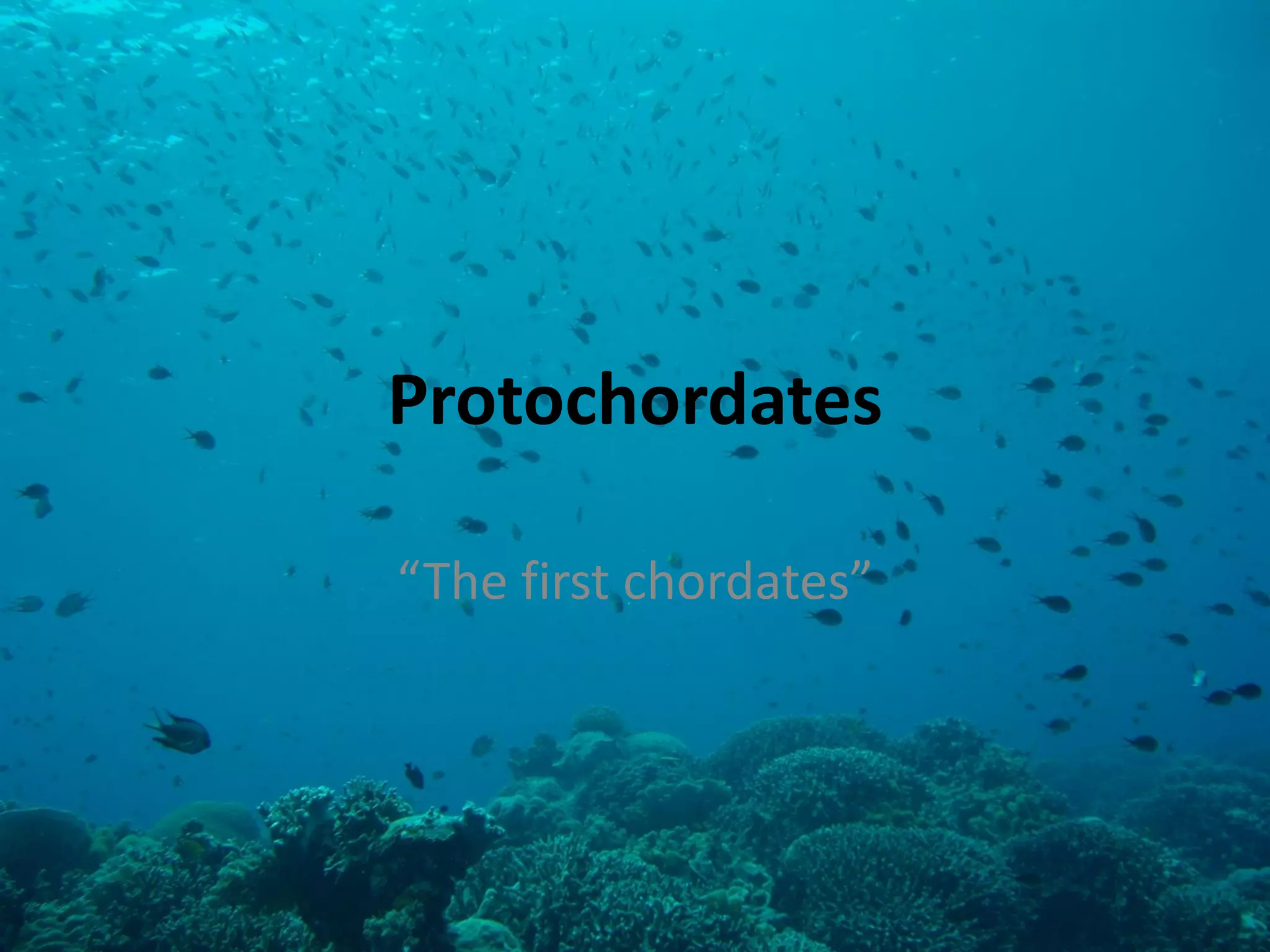 Protochordates | PDF