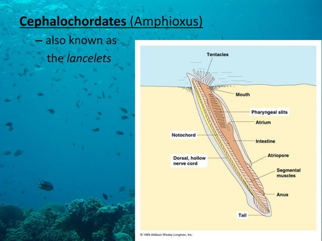 Protochordates | PDF