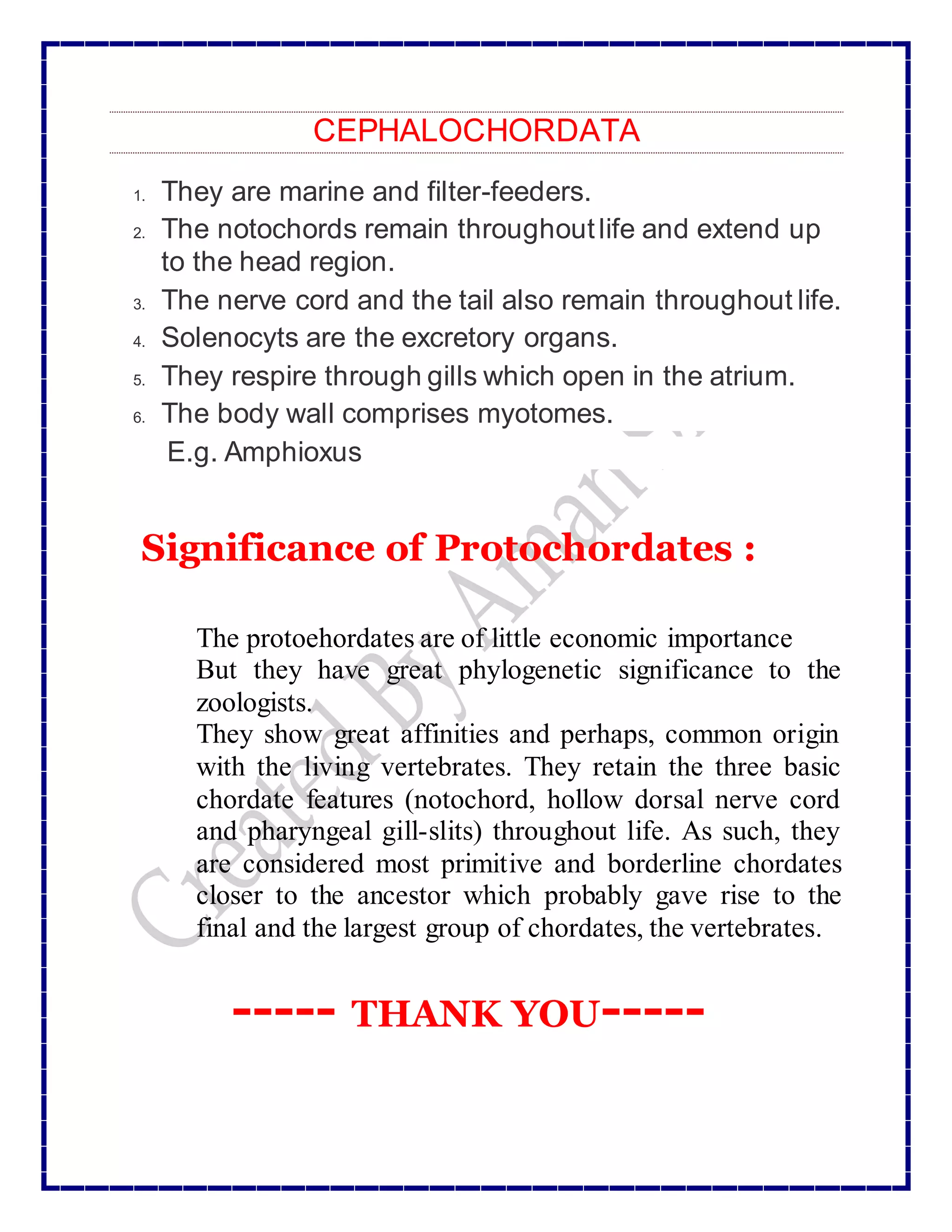 Protochordates | DOCX