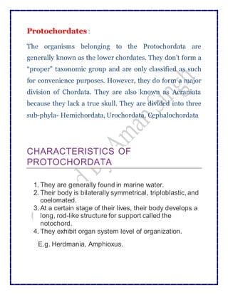 Protochordates | DOCX