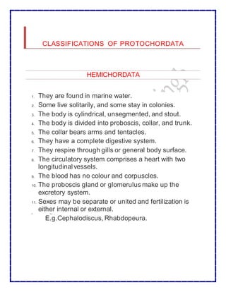 Protochordates | DOCX