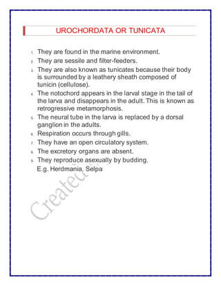 Protochordates | DOCX