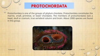Protochordates and Vertebrates: Characters.pptx