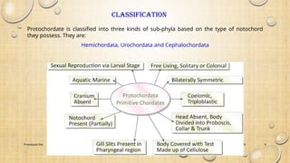 Protochordates and Vertebrates: Characters.pptx