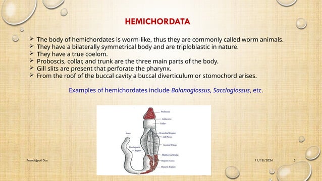 Protochordates and Vertebrates: Characters.pptx