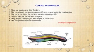 Protochordates and Vertebrates: Characters.pptx