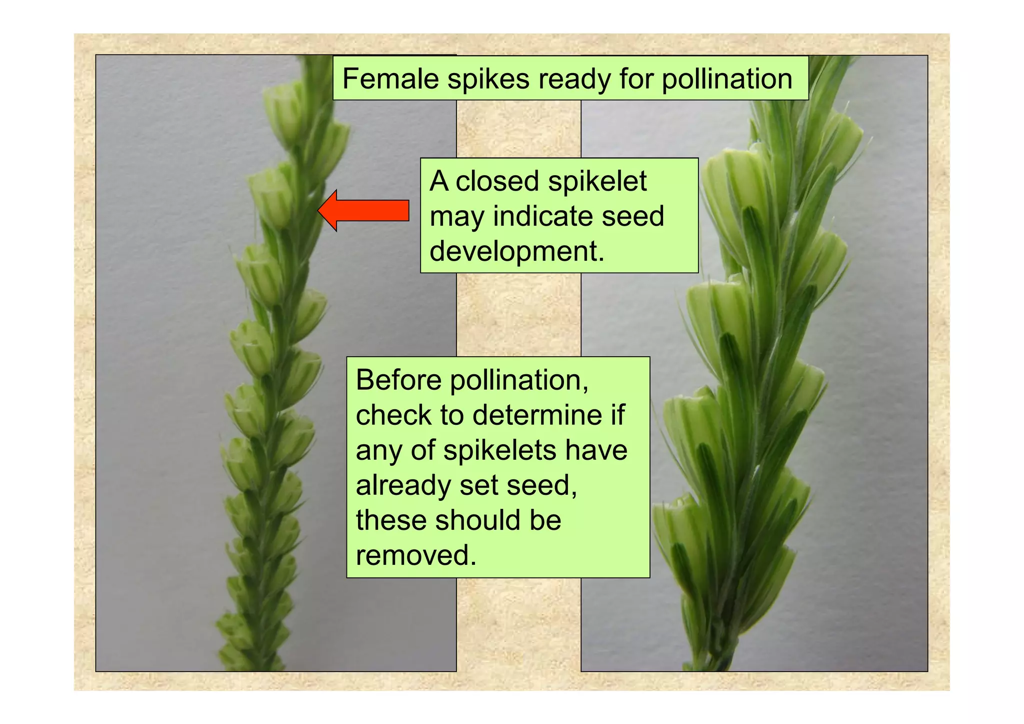 Protocol for crossing barley pollen irradiation 2 | PDF