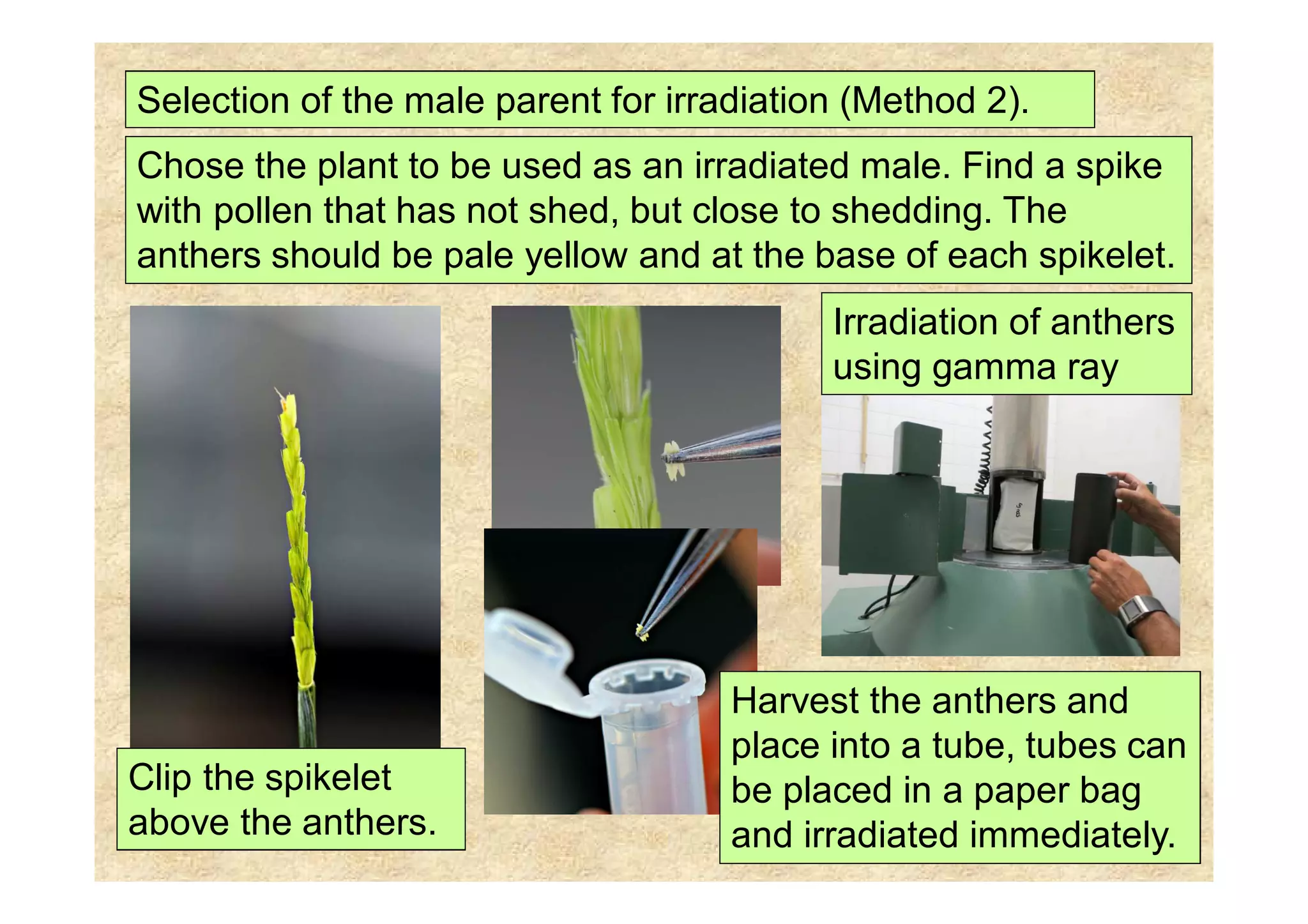Protocol for crossing barley pollen irradiation 2 | PDF