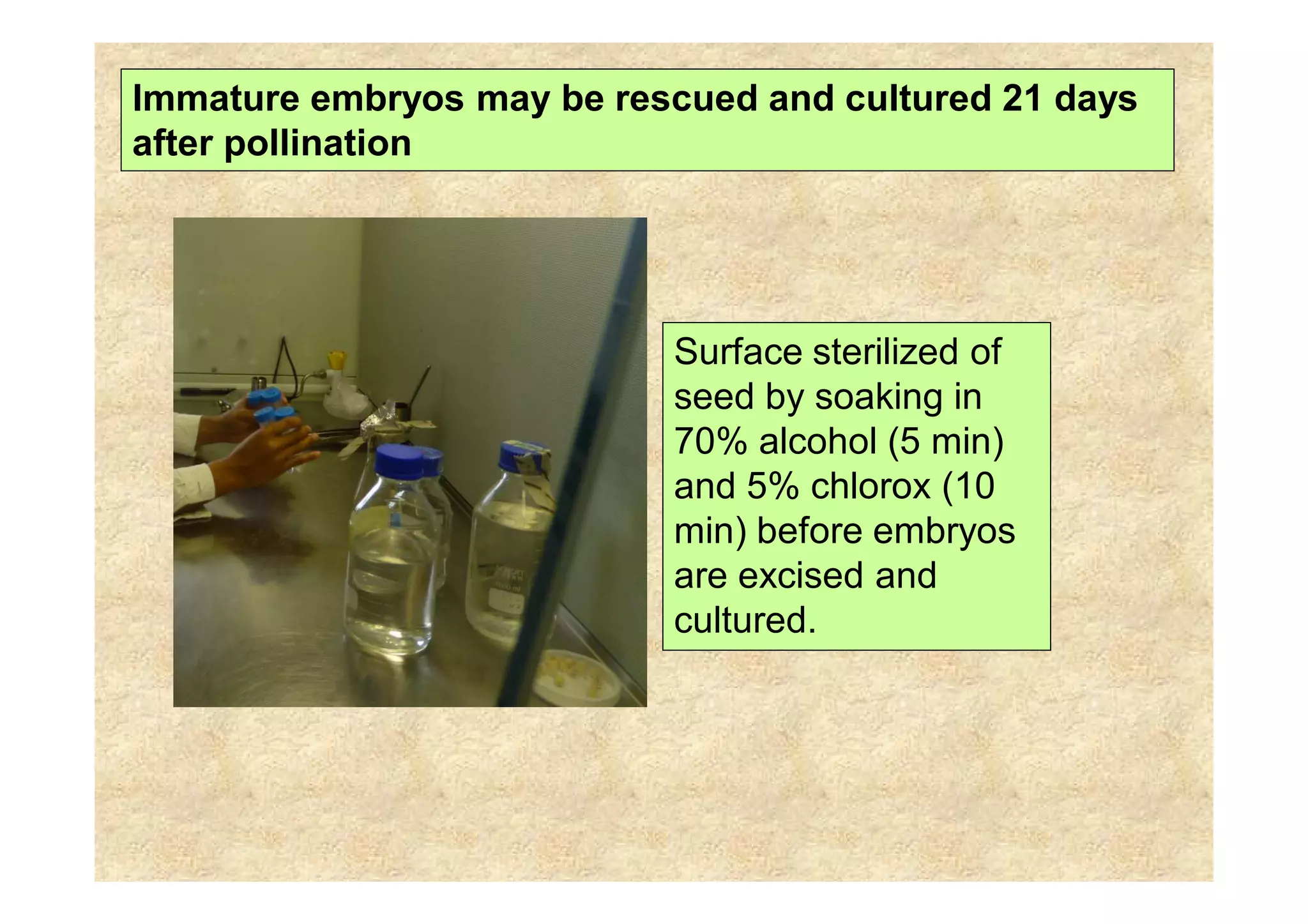 Protocol for crossing barley pollen irradiation 2 | PDF