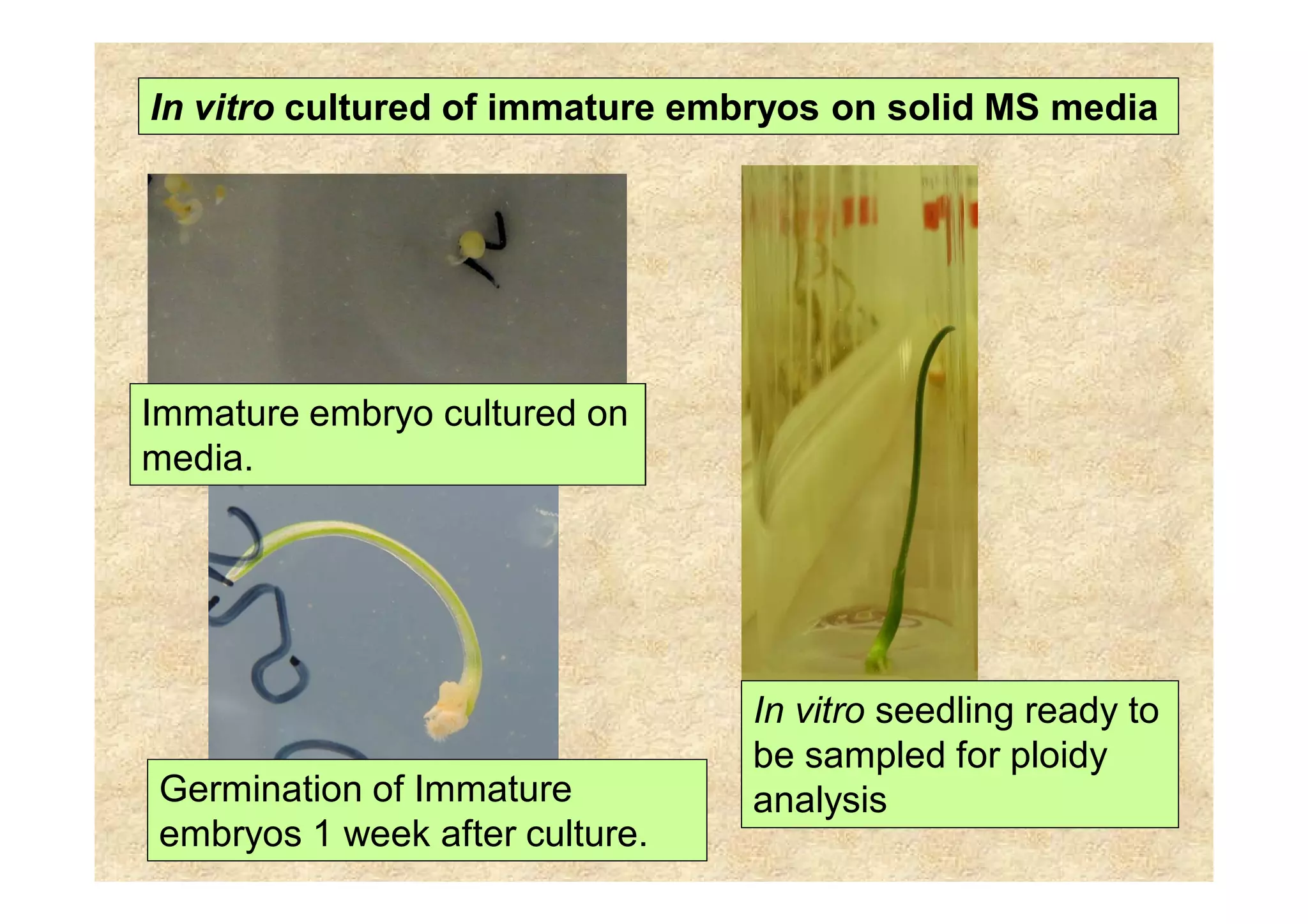 Protocol for crossing barley pollen irradiation 2 | PDF