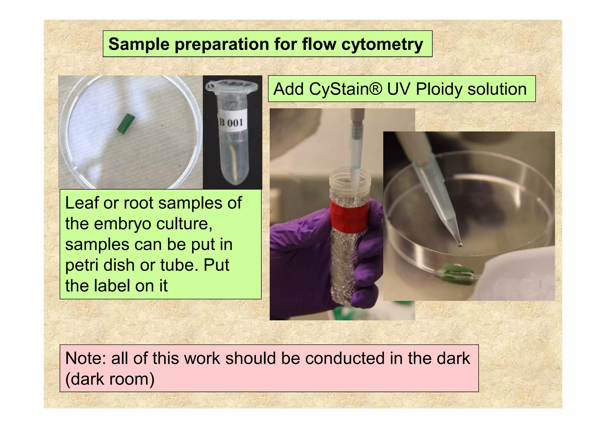 Protocol for crossing barley pollen irradiation 2 | PPT