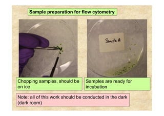 Protocol for crossing barley pollen irradiation 2 | PDF