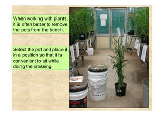 Protocol for crossing barley pollen irradiation 2 | PDF