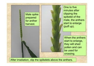Protocol for crossing barley pollen irradiation 2 | PDF