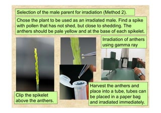 Protocol for crossing barley pollen irradiation 2 | PDF