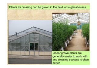 Protocol for crossing barley pollen irradiation 2 | PDF