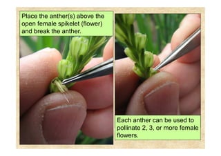 Protocol for crossing barley pollen irradiation 2 | PDF