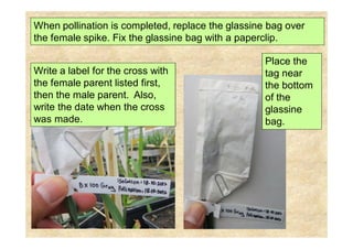 Protocol for crossing barley pollen irradiation 2 | PDF