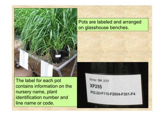 Protocol for crossing barley pollen irradiation 2 | PDF