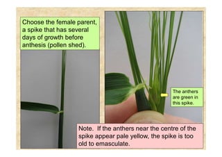 Protocol for crossing barley pollen irradiation 2 | PDF