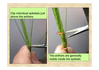 Protocol for crossing barley pollen irradiation 2 | PDF