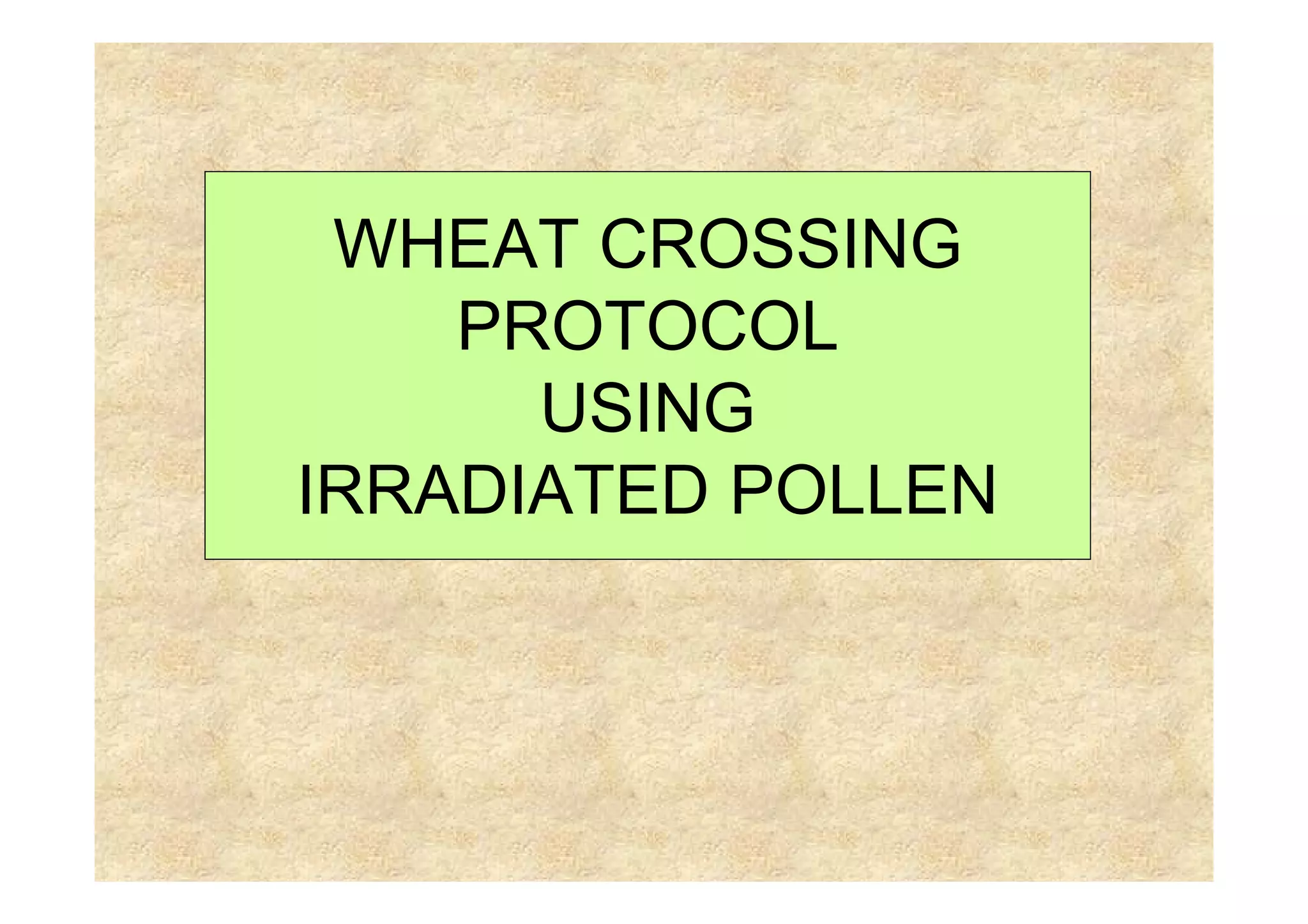 Protocol for crossing wheat pollen irradiation 2 | PDF