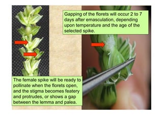 Protocol for crossing wheat pollen irradiation 2 | PDF