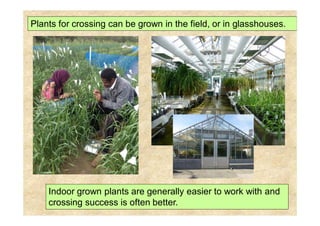 Protocol for crossing wheat pollen irradiation 2 | PDF