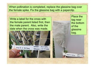 Protocol for crossing wheat pollen irradiation 2 | PDF