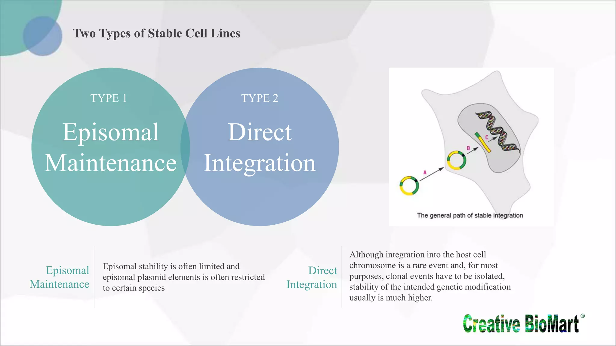 The Protocol for the Generation of Stable Cell Lines | PPTX