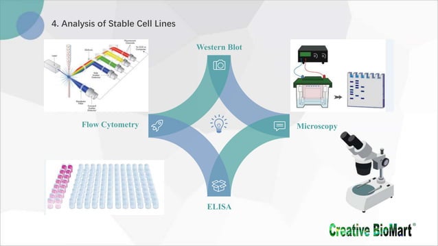 The Protocol for the Generation of Stable Cell Lines | PPTX