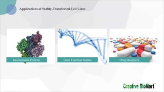 The Protocol for the Generation of Stable Cell Lines | PPTX