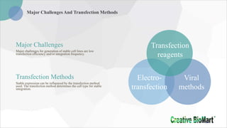 The Protocol for the Generation of Stable Cell Lines | PPTX