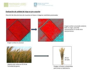 Evaluación de Calidad en Pre Cosecha. Protocolo Calidad Trigo | PPTX