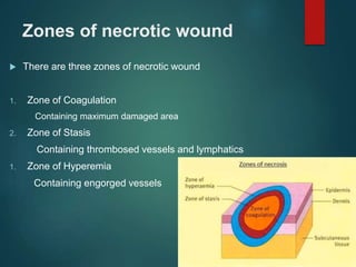 Protocols of wound debridement | PPTX