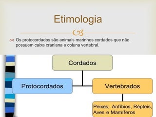 Protocordados | PPTX