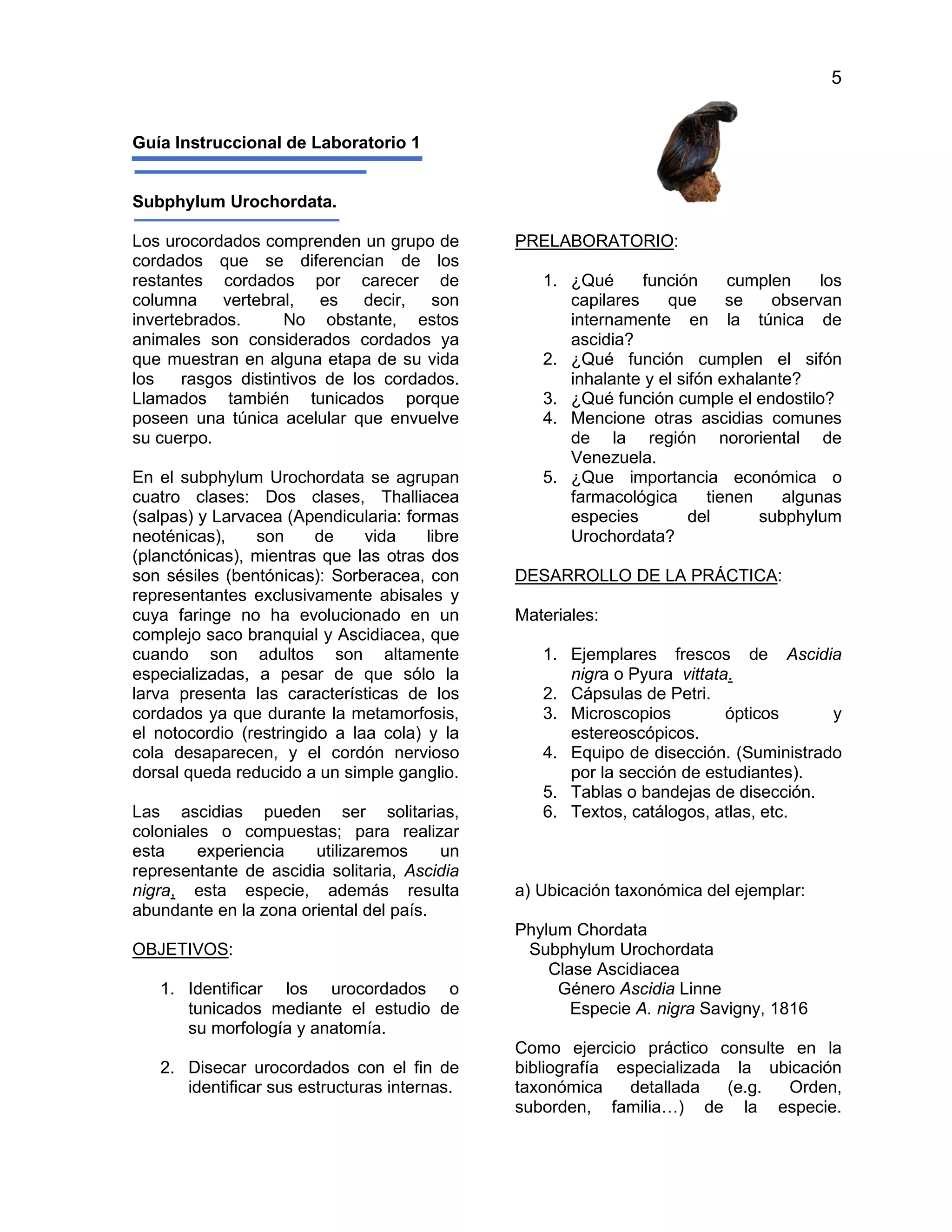 Guía instruccional de laboratorio 1: Protocordados | PDF