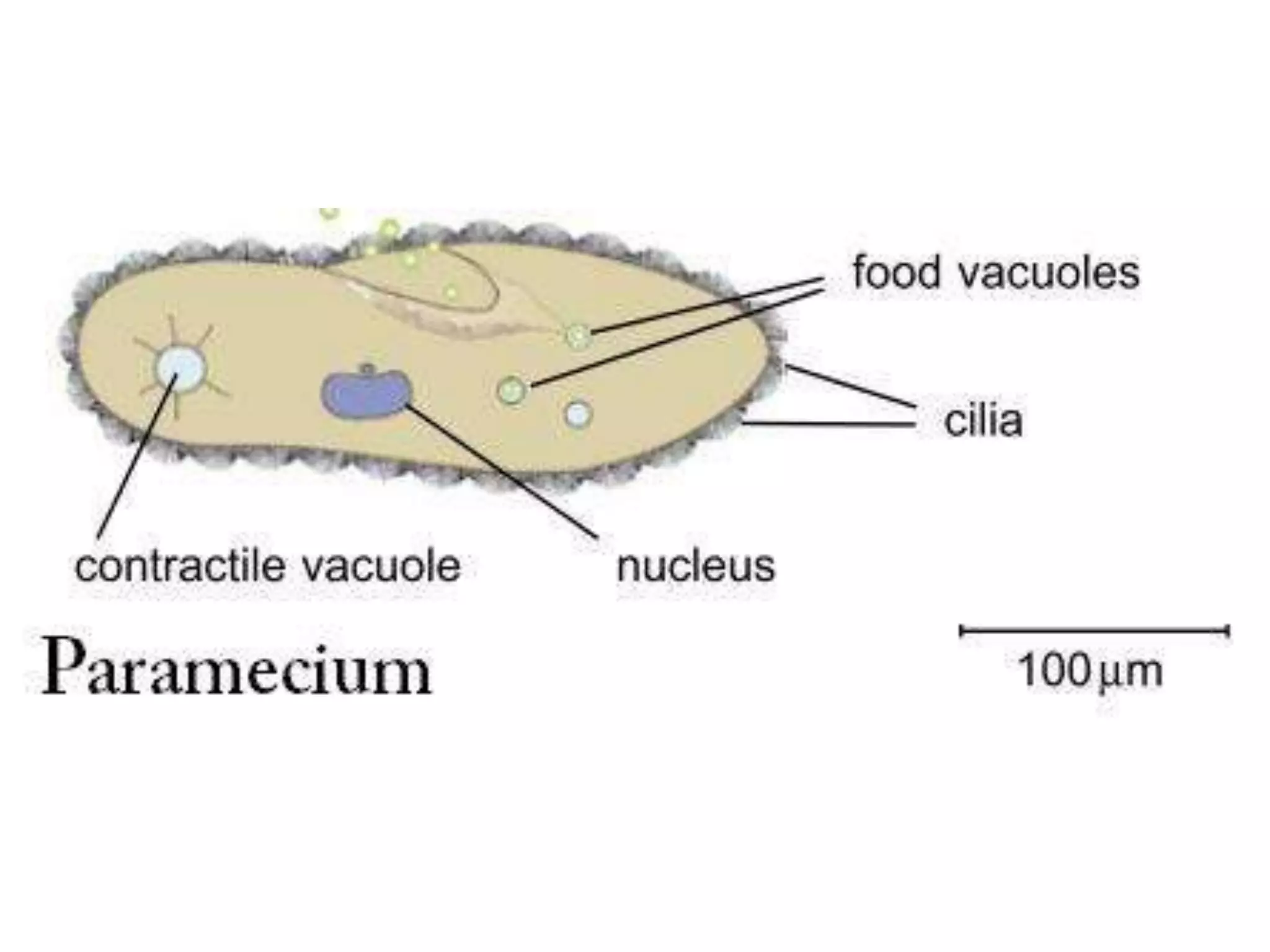 Protoctista | PPTX