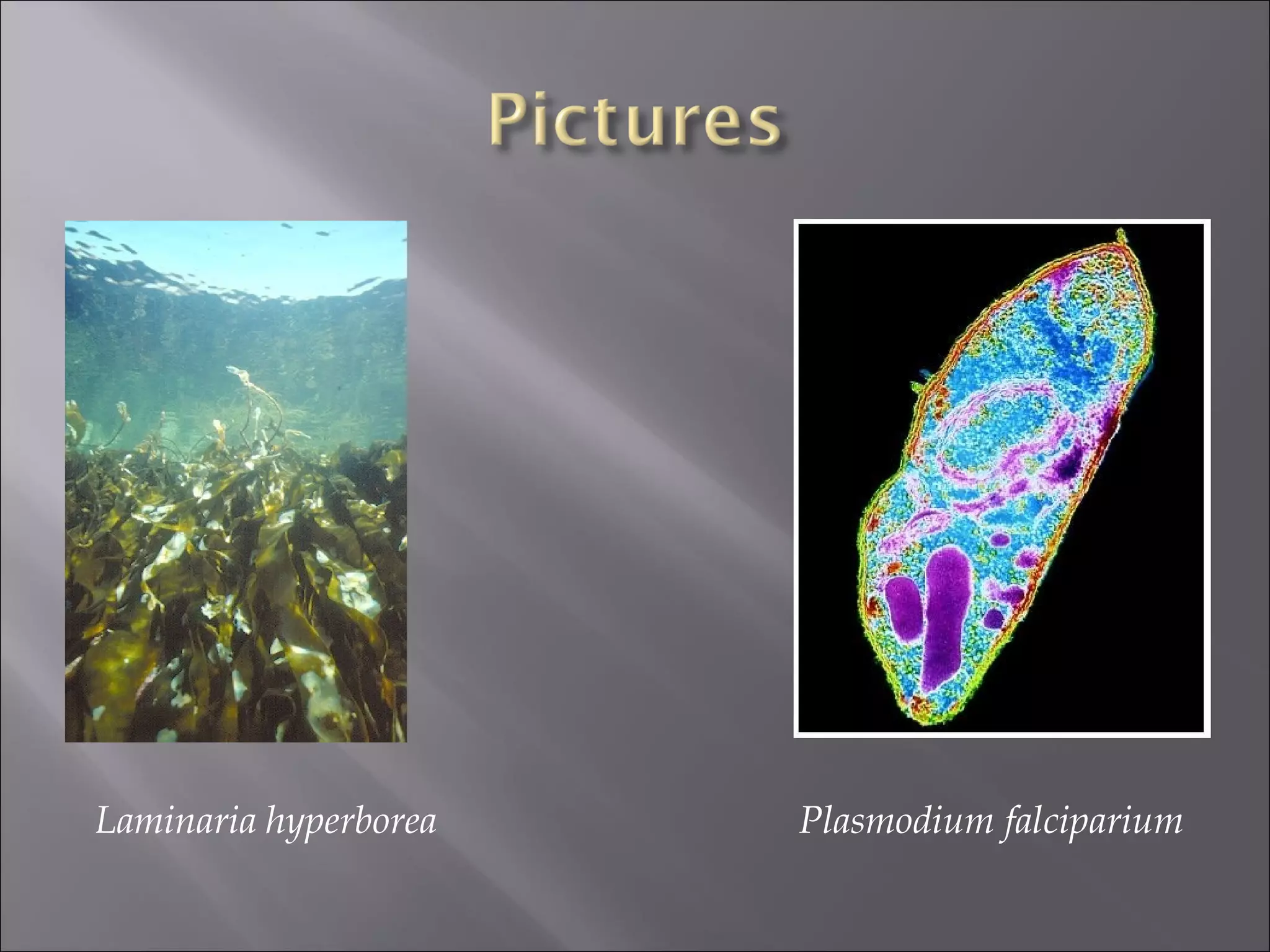 Protoctista Ppt | PPT