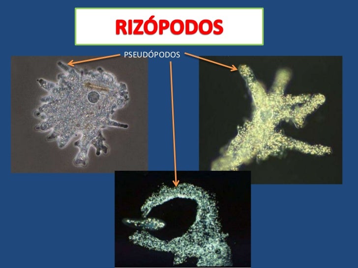 Protoctistas y moneras