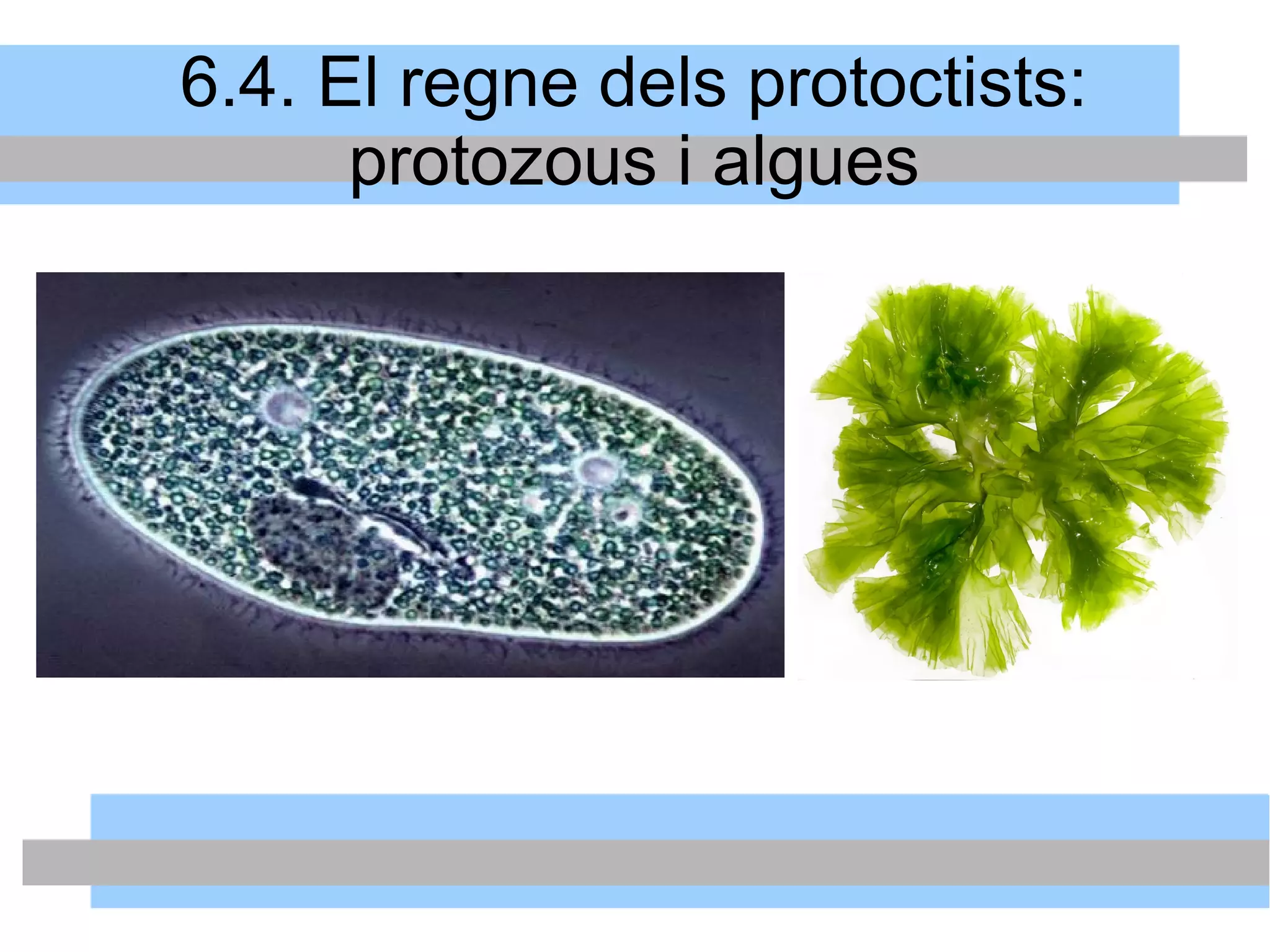 Protoctists | PPT