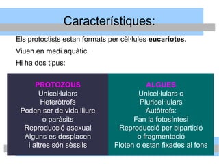 Protoctists | PPT