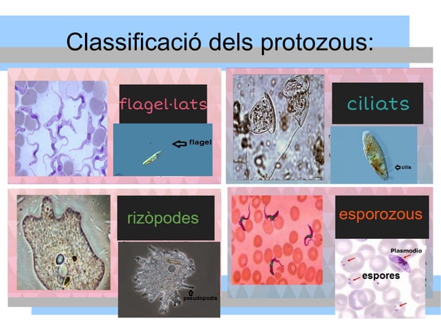 Protoctists | PPT