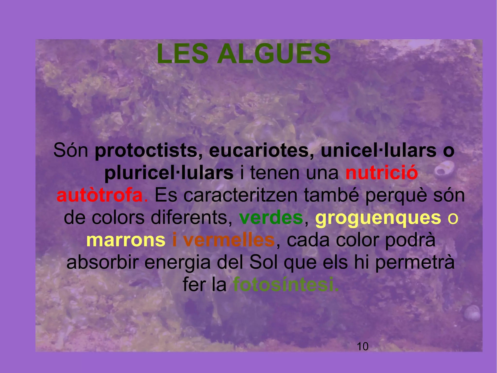 Protoctist 1 eso | PPT