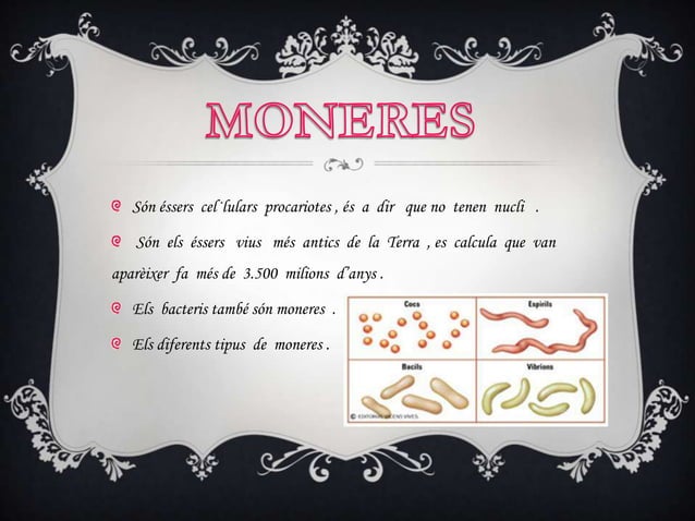 Protoctists i moneres | PPT