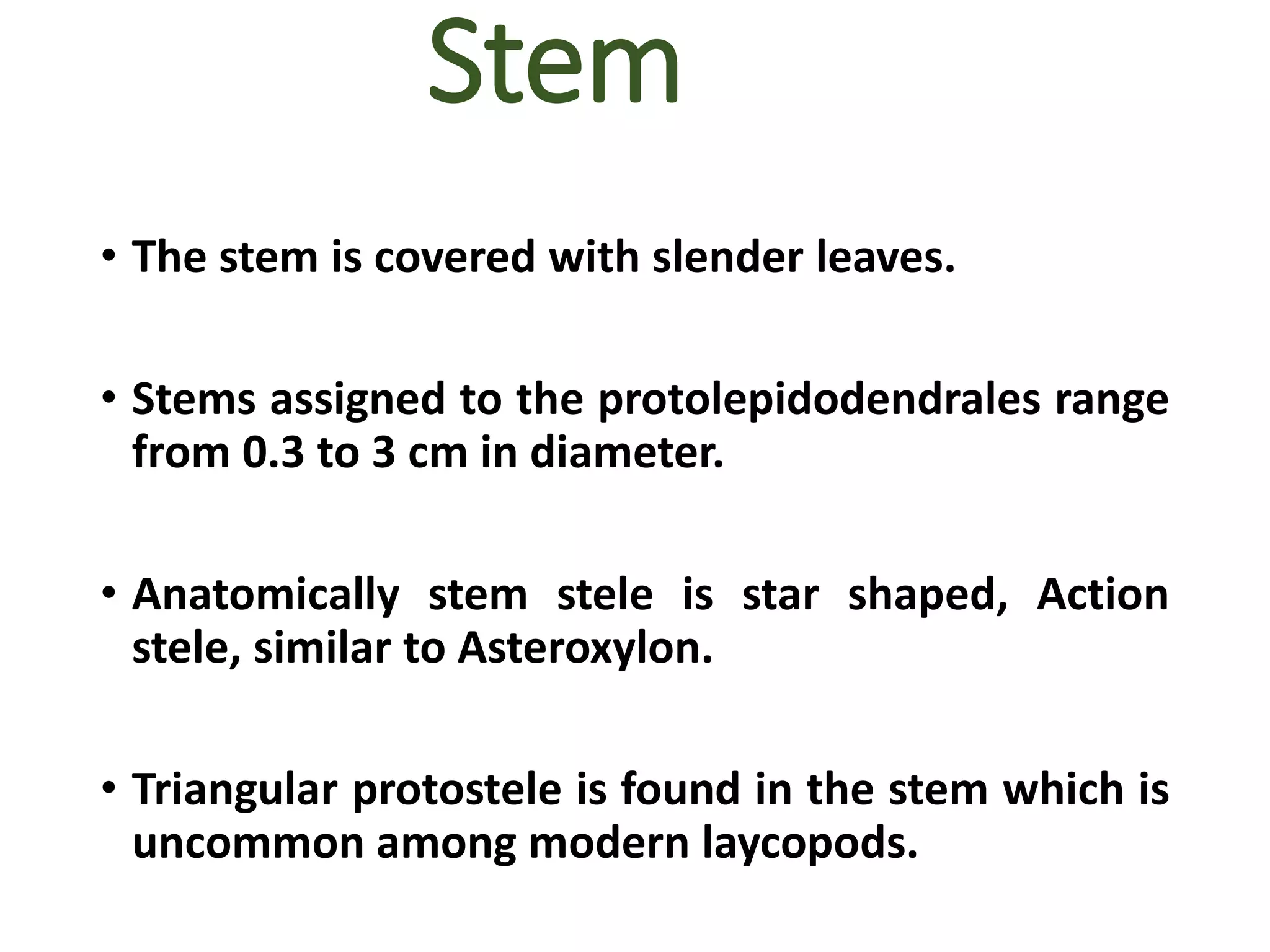 Protolepidodendron | PPTX