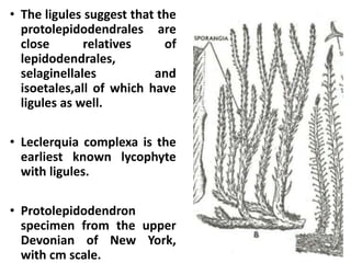 Protolepidodendron | PPTX